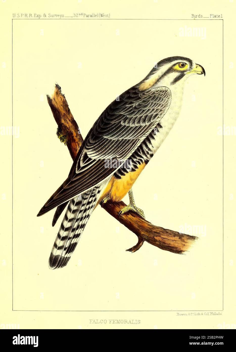 Detailed illustration portrays hi-res stock photography and images - Alamy