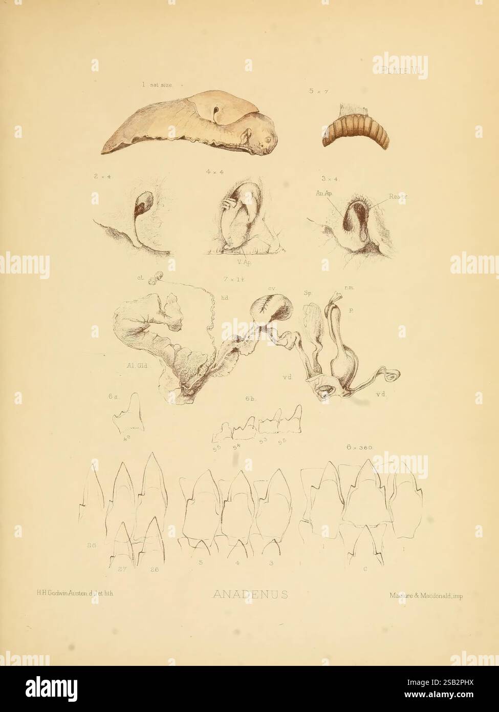 Land and freshwater Mollusca of India, London, Taylor and Francis, 1882 ...