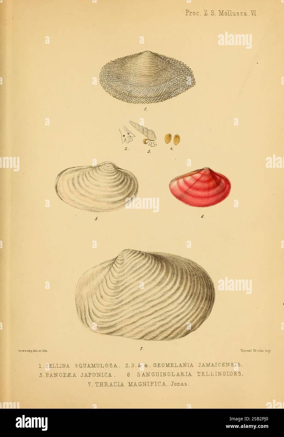 Panopea japonica hi-res stock photography and images - Alamy