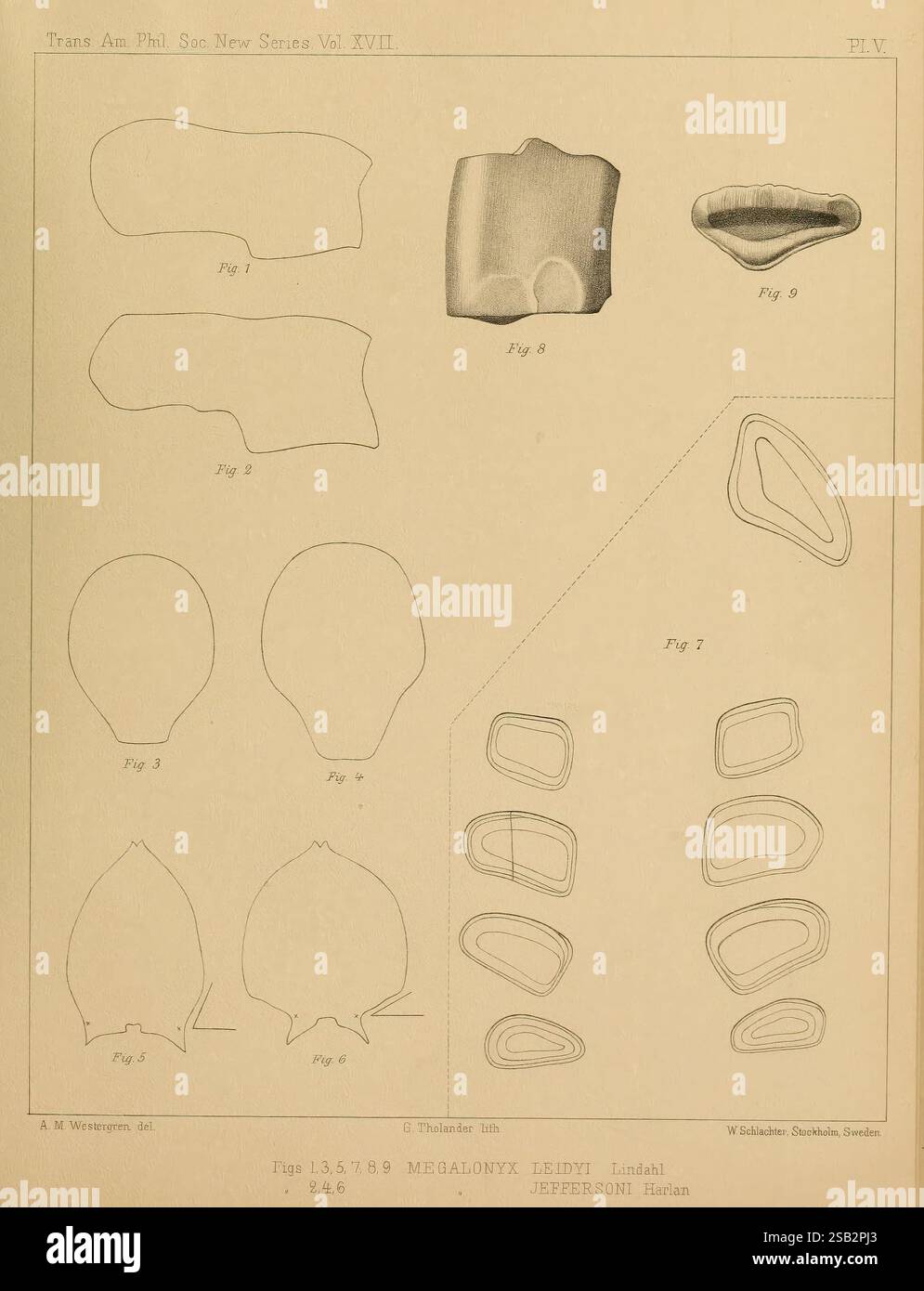 Variety of detailed shell forms hi-res stock photography and images - Alamy