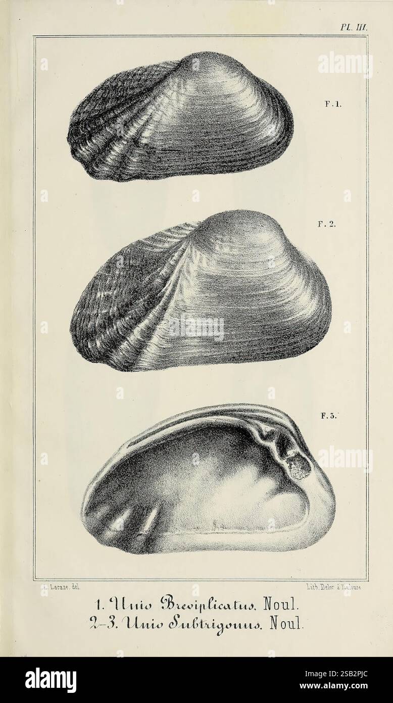 Mémoire sur quelques coquilles fossiles nouvelles [Toulouse] [Jean ...