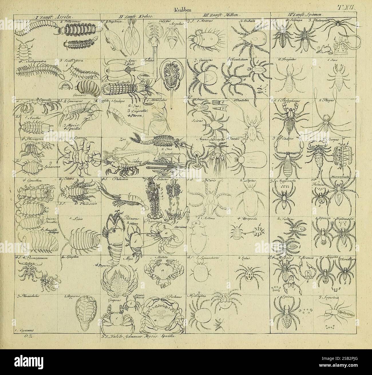 Identifying distinct anatomical features hi-res stock photography and ...