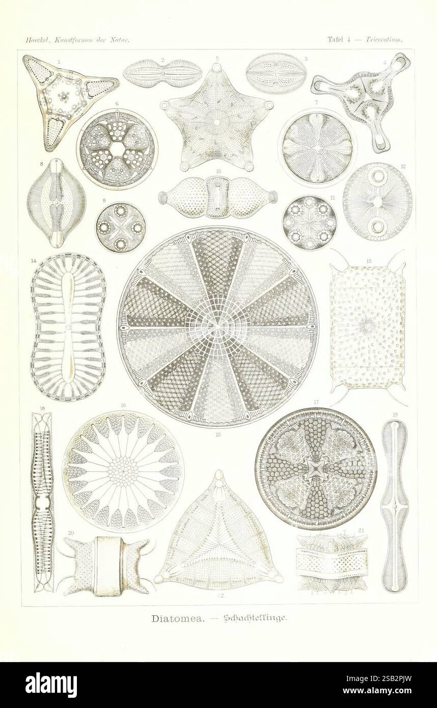 Presenting different diatom structures hi-res stock photography and ...