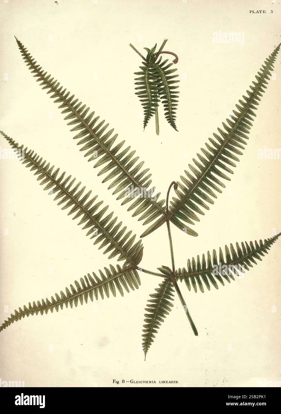 Album of Indian ferns London, W. Day, 1887, botany, india, pictorial ...
