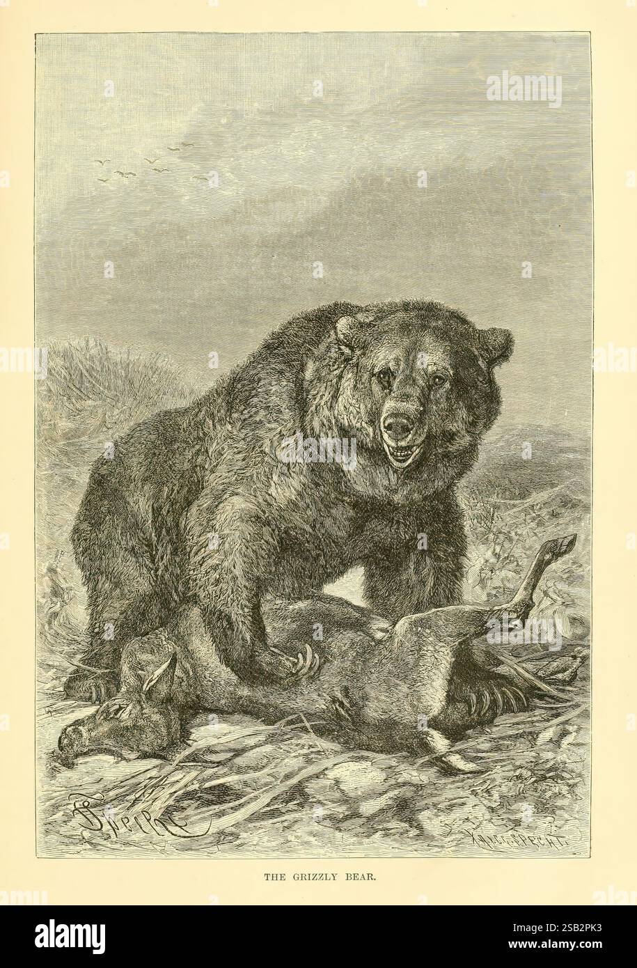 The Royal Natural History, v2, sect. 3 London, F. Warne, 1893-1896 ...