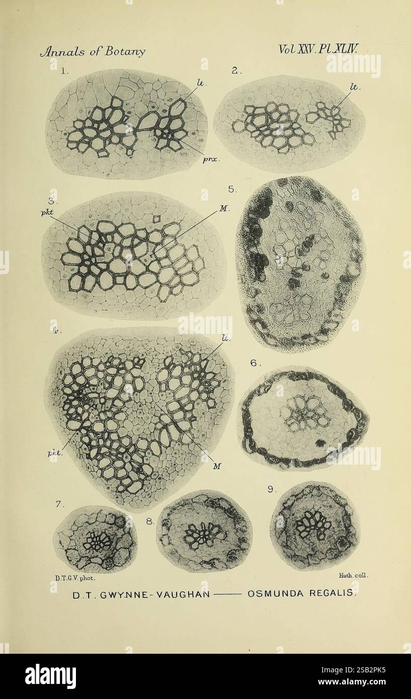 Plant anatomy featured hi-res stock photography and images - Alamy