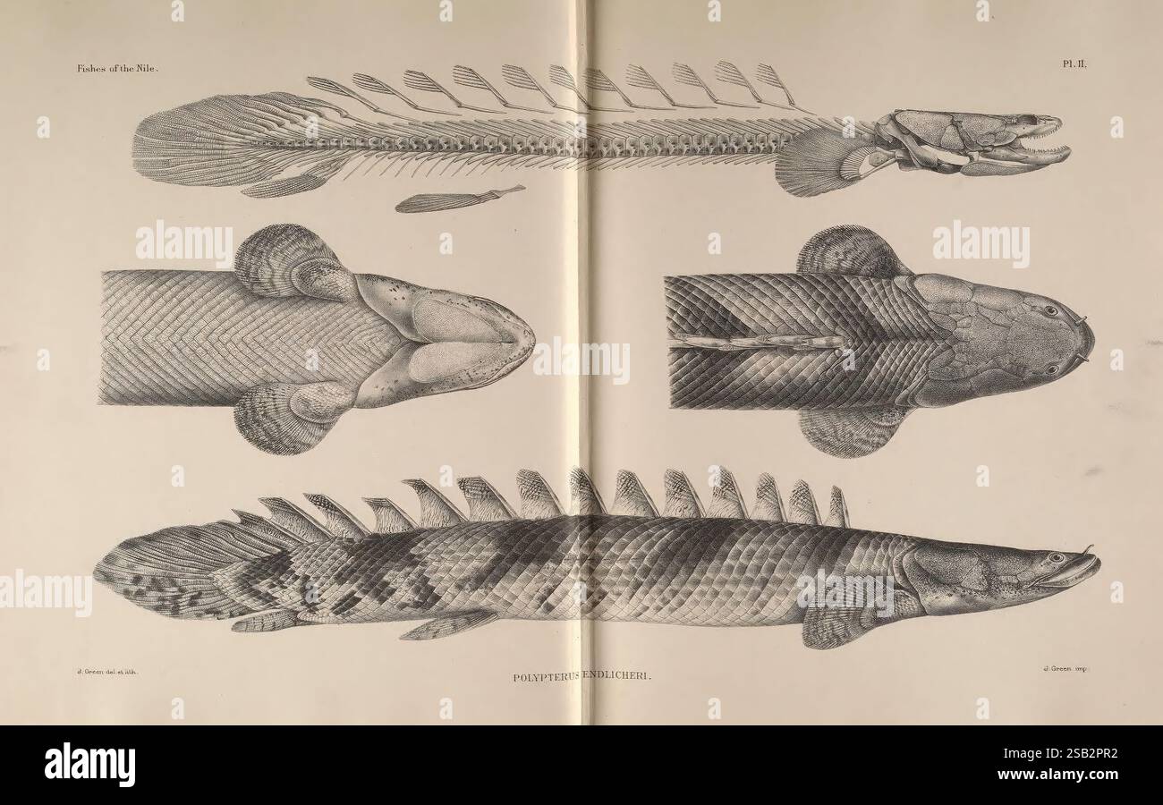 Histsciart taxonomy hi-res stock photography and images - Alamy