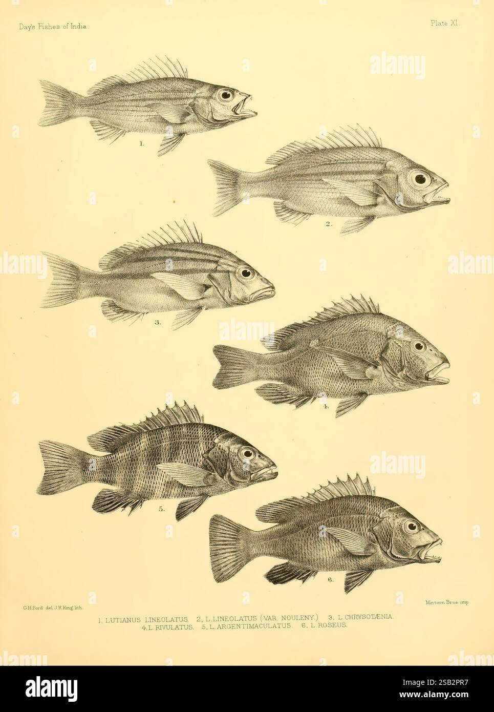 Drawing features six distinct fish hi-res stock photography and images ...