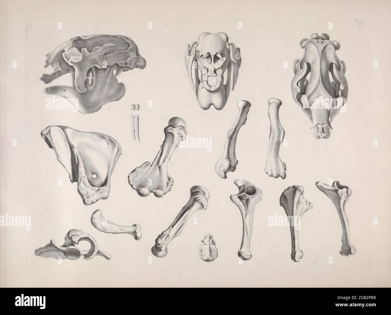 Comparative anatomy of extinct organisms hi-res stock photography and ...