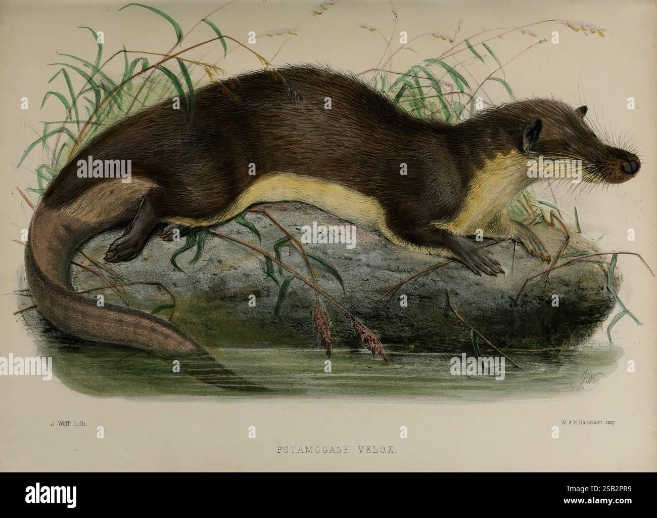 Afrosoricida hi-res stock photography and images - Alamy