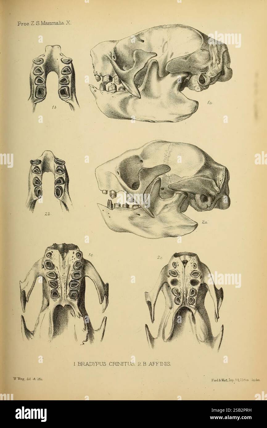 Various cranial structures hi-res stock photography and images - Alamy