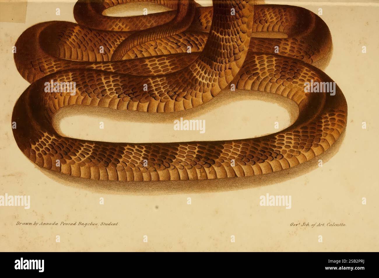 Churchill 1878 india snakes taxonomy suborder serpentes world sn hi-res ...