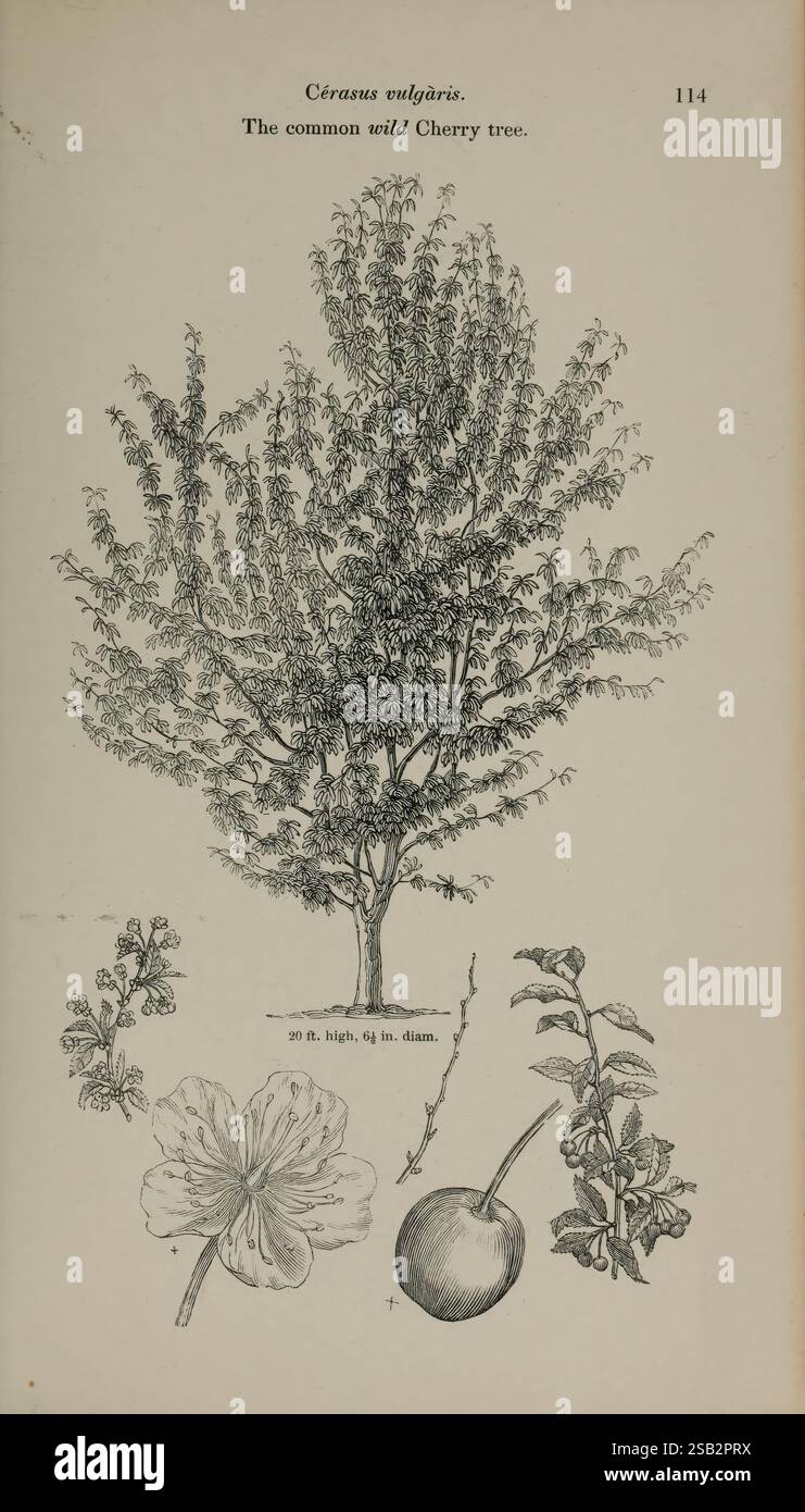 Arboretum et fruticetum britannicum London J.C. Loudon 1844 botany ...