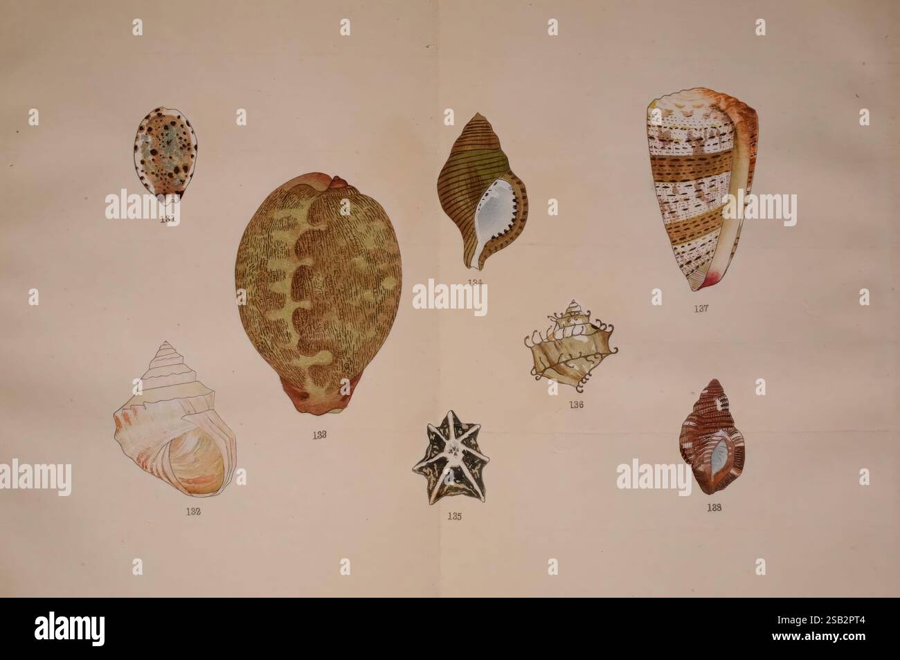 Cypraea mappa map cowrie leporicypraea mappa cymatium clandestin hi-res ...