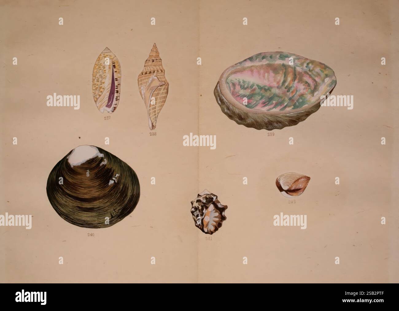 Pictorial works shells olividae yoichiro hirase oliva caerulea hi-res ...