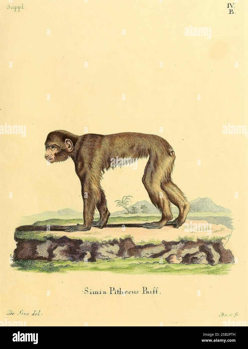 Simia pithecus buff hi-res stock photography and images - Alamy