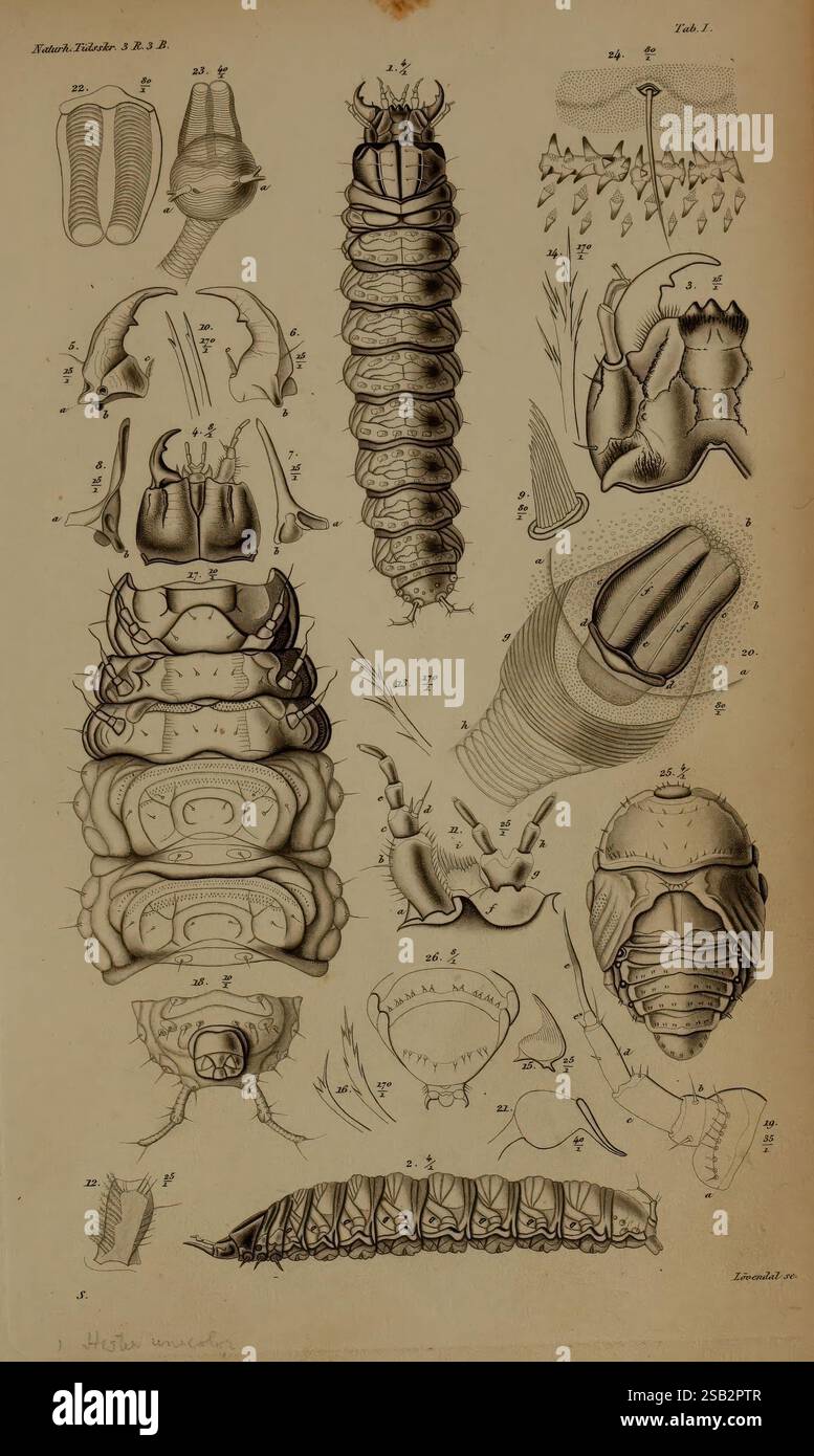 De metamorphosi eleutheratorum observationes, Kjøbenhavn, Thieles ...