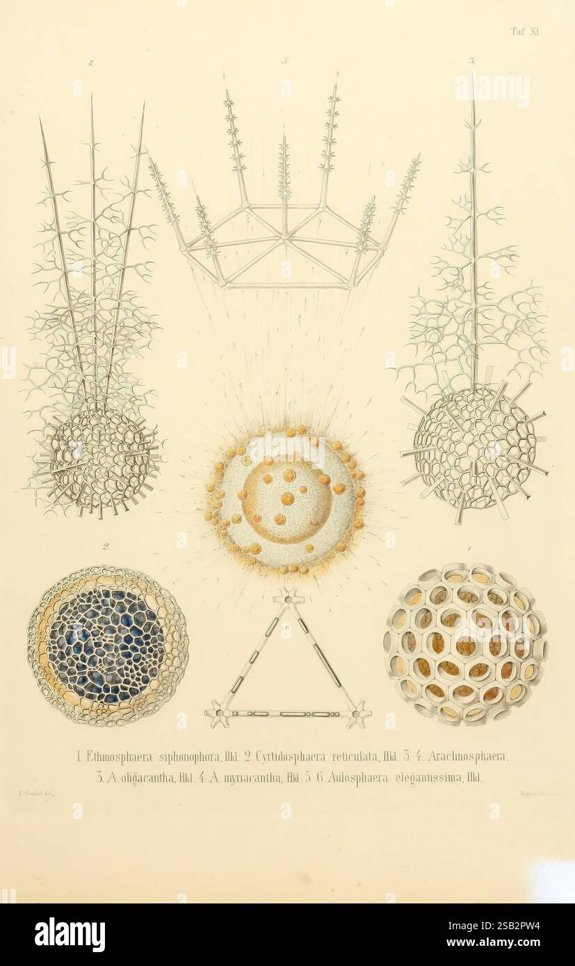 Die, Radiolarien, (Rhizopoda, radiaria), Berlin, G, Reimer,1862-1888 ...