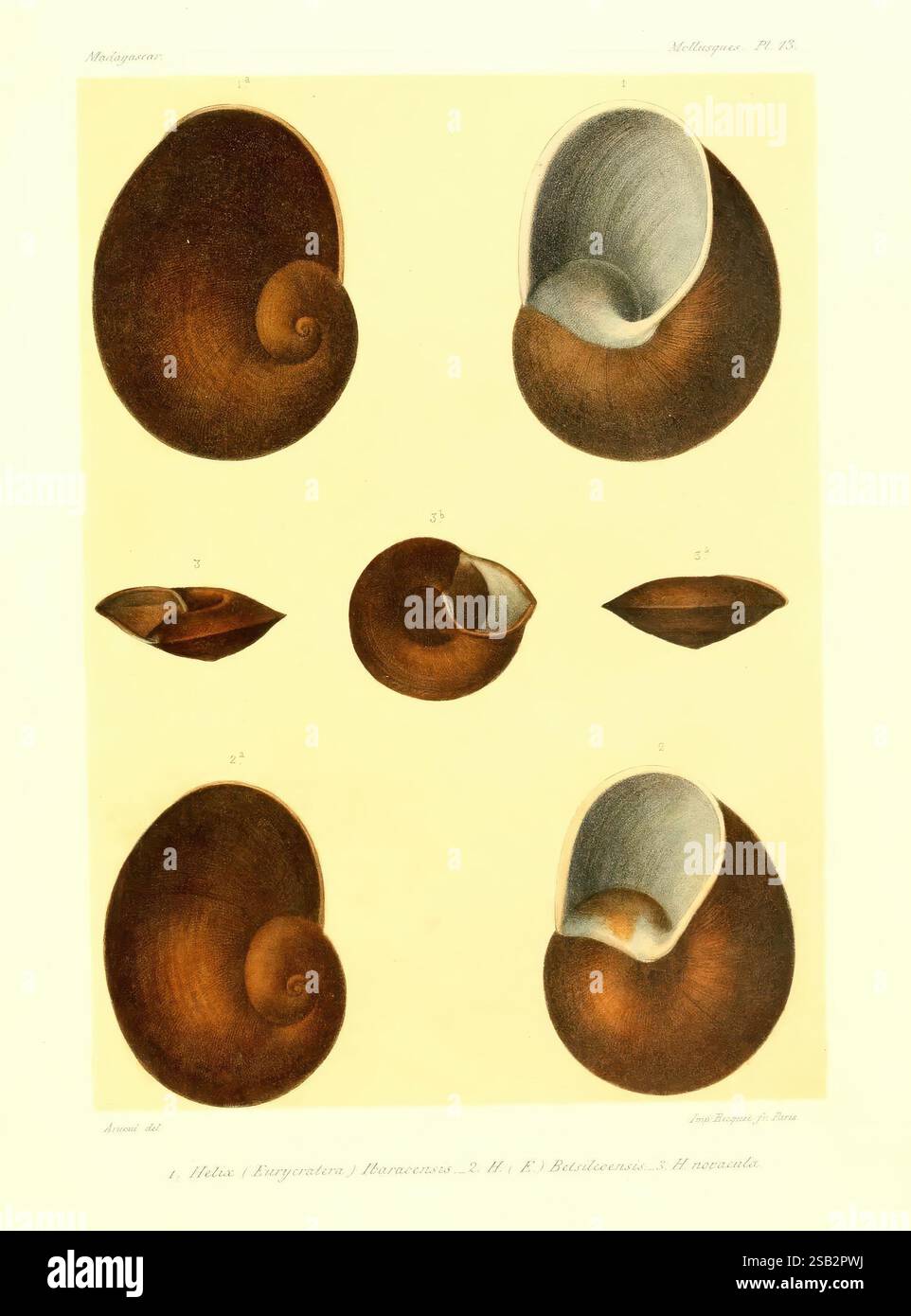 Histoire physique, naturelle, et politique de Madagascar, Paris, Impr ...