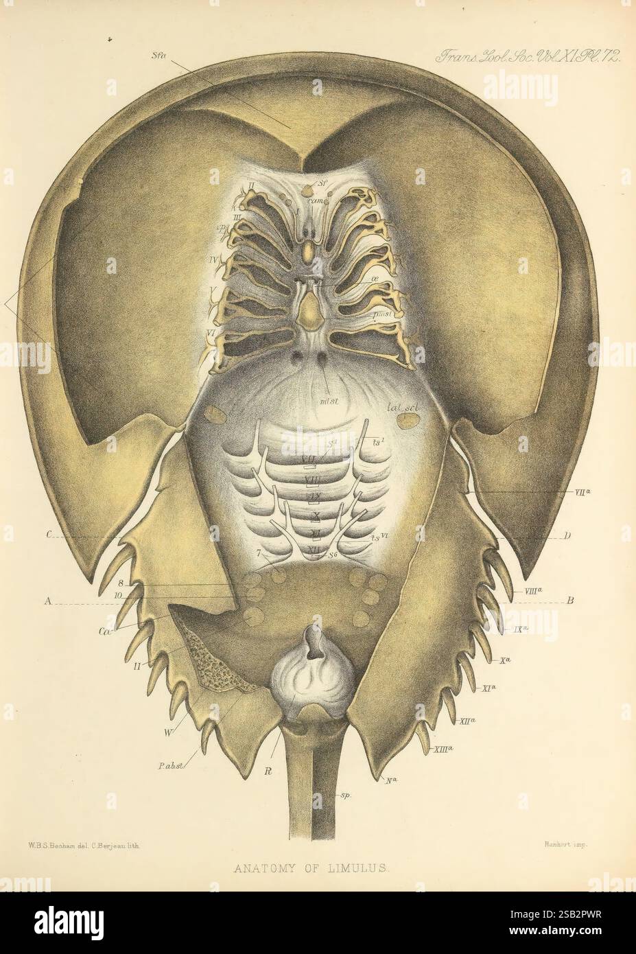 On the muscular and endoskeletal systems of Limulus and Scorpio, n.p ...