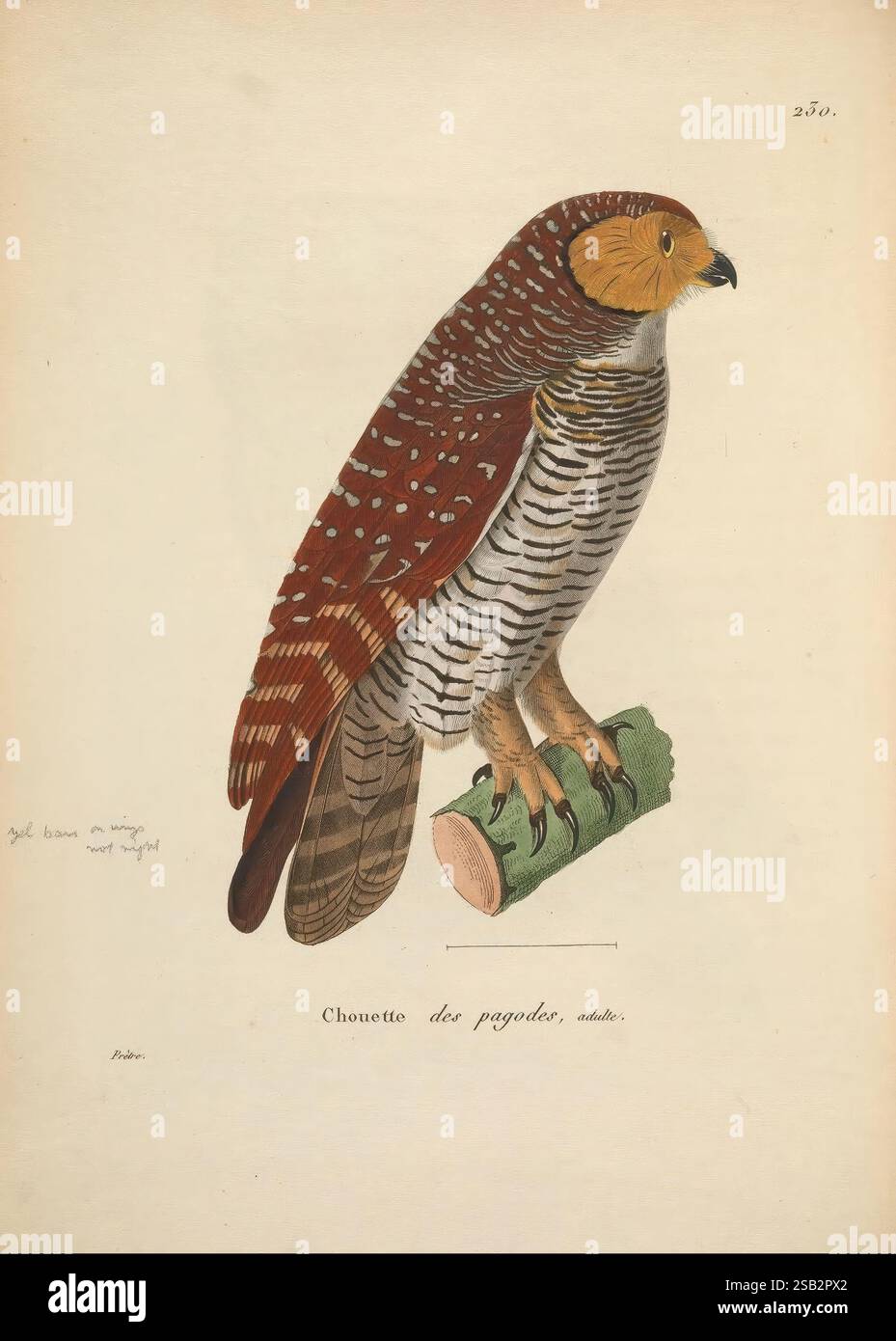 Strix pagodarum hi-res stock photography and images - Alamy