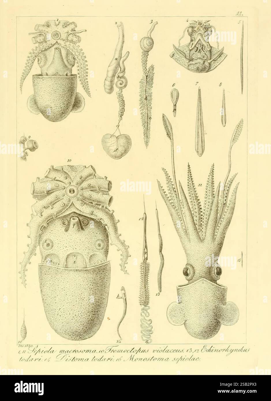 Unique anatomical parts hi-res stock photography and images - Alamy