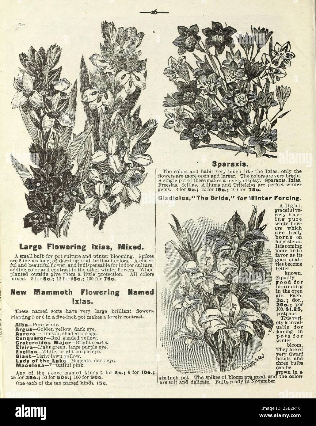 New mammoth flowering hi-res stock photography and images - Alamy