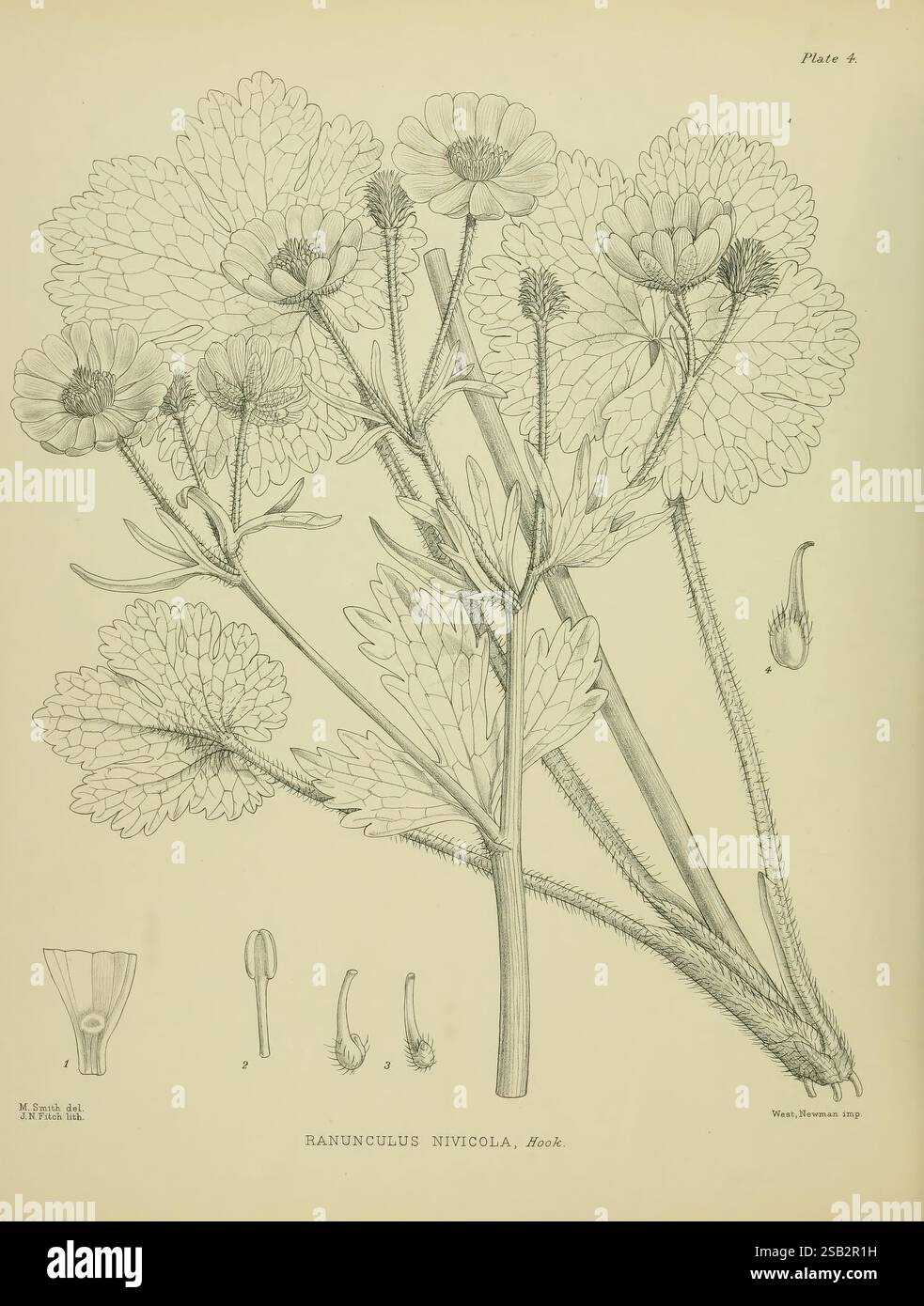 Illustrations of the New Zealand flora Wellington John Mackay Govt ...