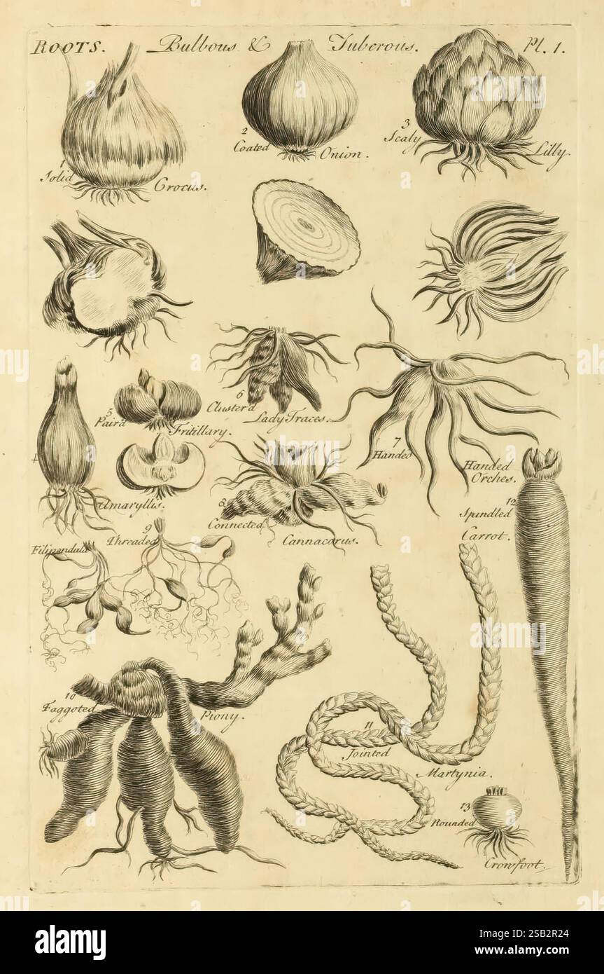The Vegetable System, London,, 1759-1763, Botany, Pictorial Works, An ...