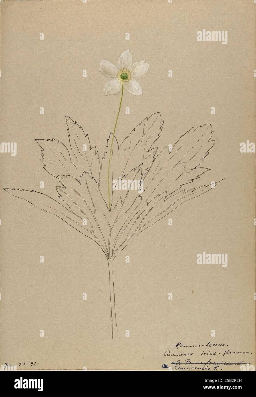 Delicate drawing depicts hi-res stock photography and images - Alamy