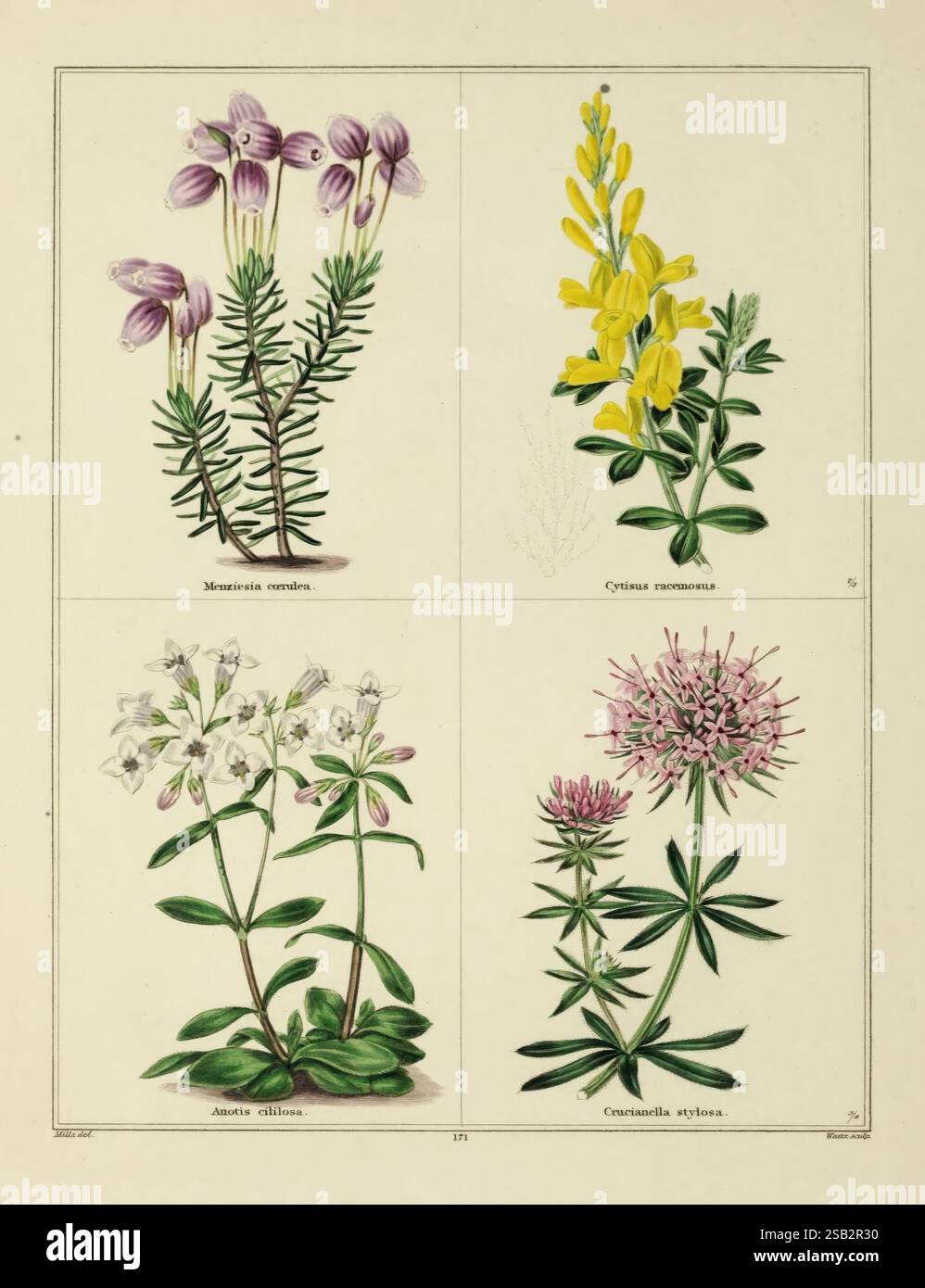 The, botanic, garden, London, Simpkin, &, Marshall, 1825, botany ...