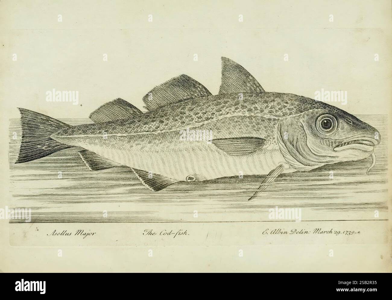 Allen holar hi-res stock photography and images - Alamy