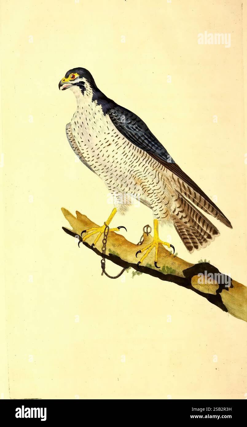 Falcons talons grip hi-res stock photography and images - Alamy