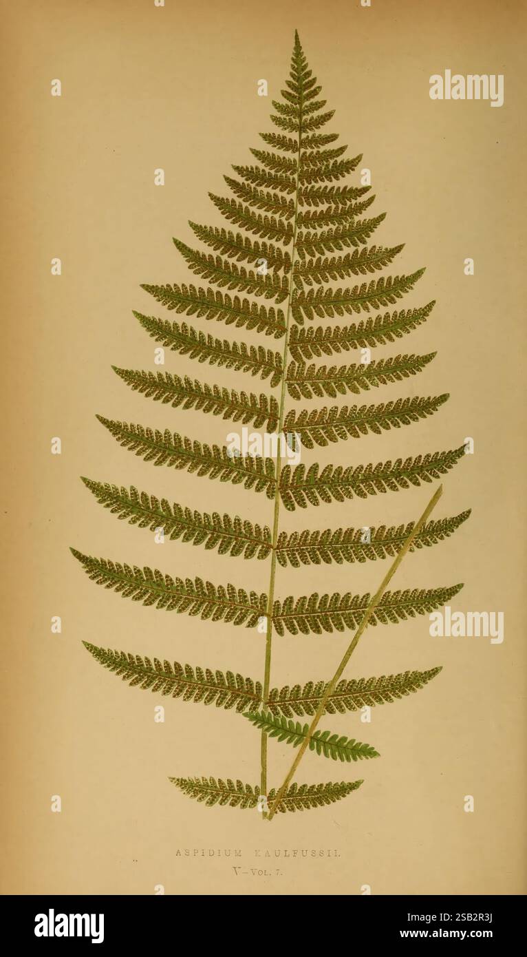 Showcasing intricate venation patterns hi-res stock photography and ...