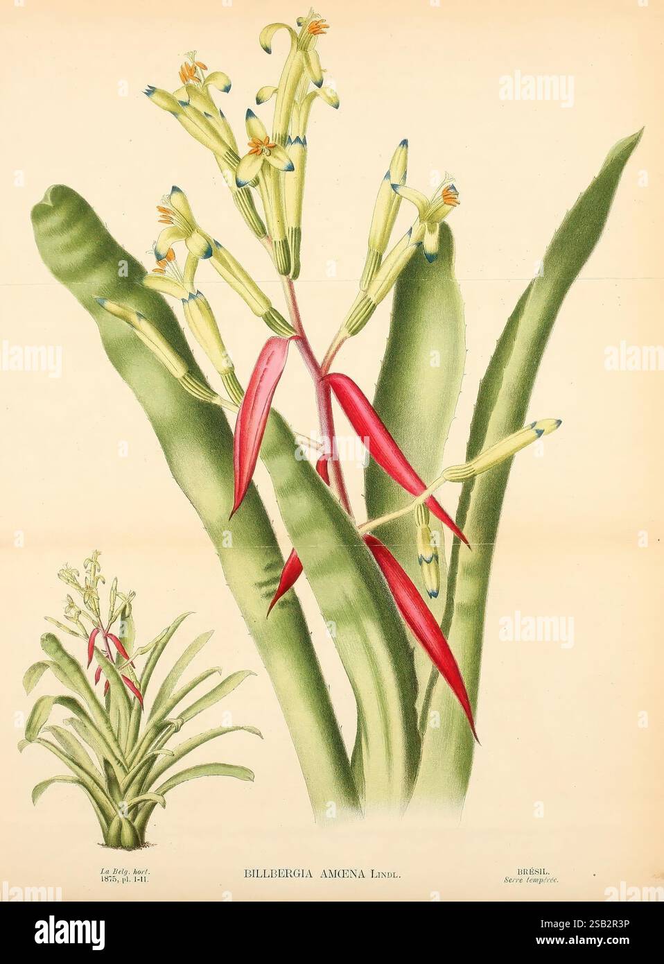 Tropical bromeliad features elongated hi-res stock photography and ...