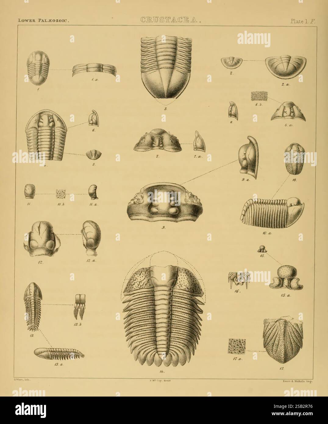 A synopsis of the classification of the British Palæozoic rocks, London ...