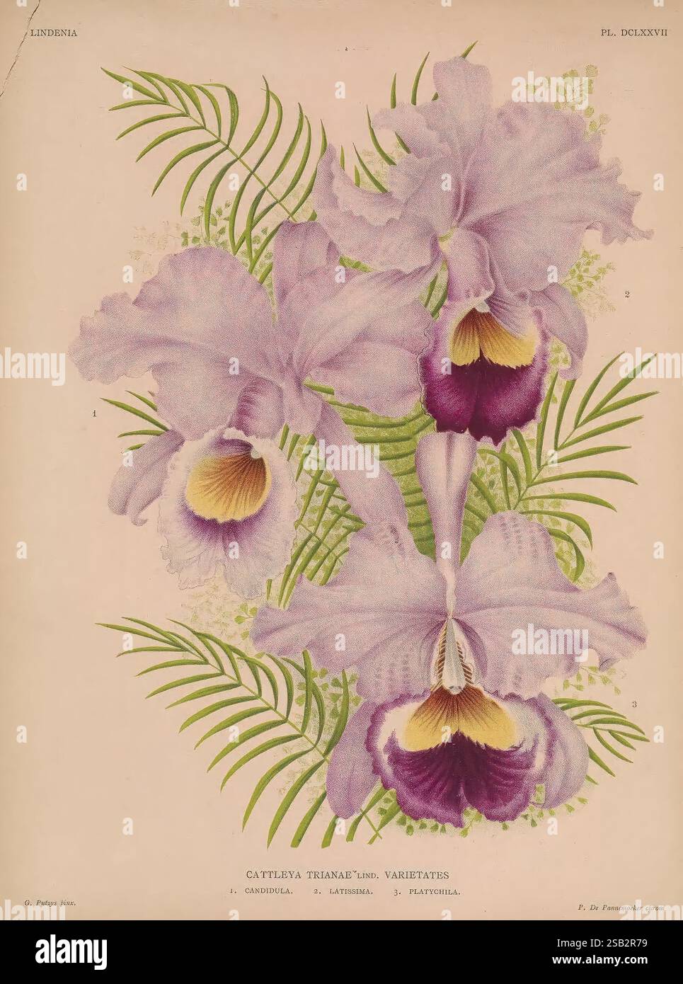 Three elegant cattleya trianae orchids hi-res stock photography and ...