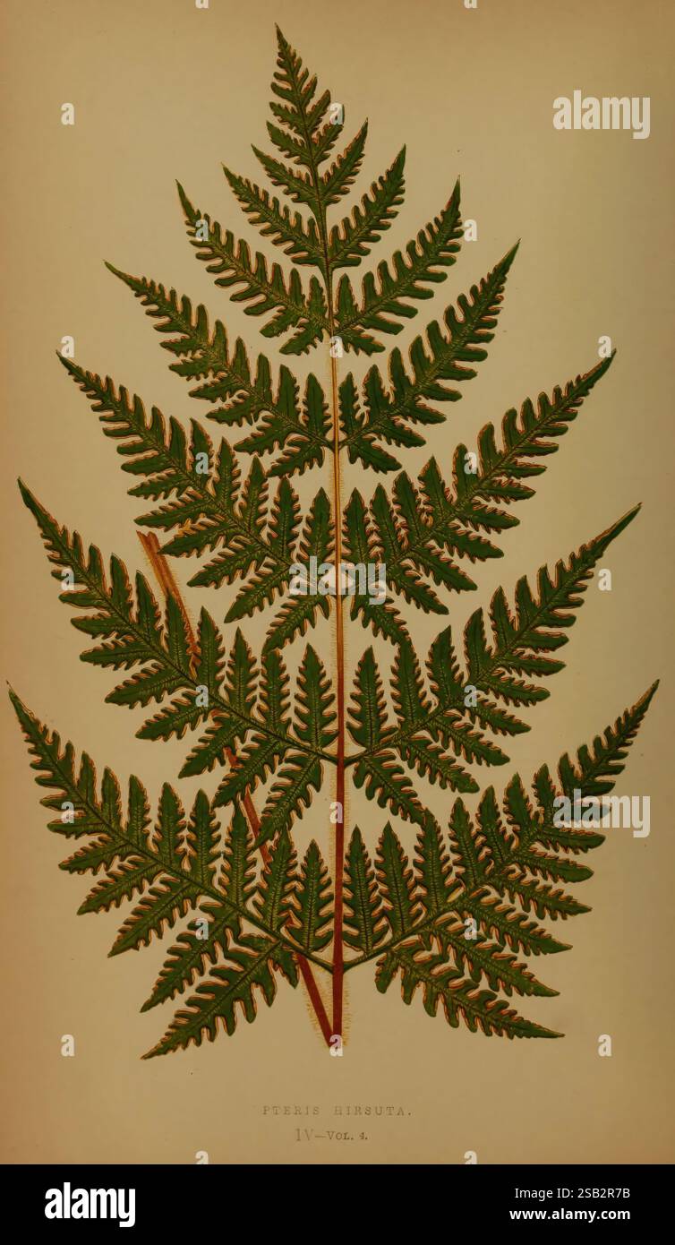 Ferns British And Exotic V 4 1856 60 Ferns Botany Plants Pteris Hirsuta Lonchitis Hirsuta