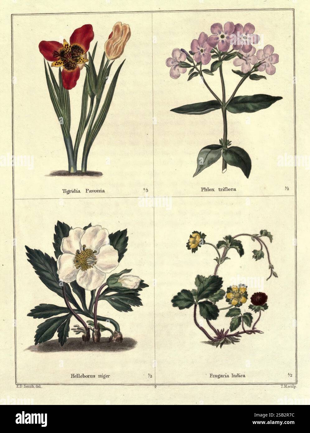 The Botanic Garden London Simpkin & Marshall 1825- Botany Floriculture ...
