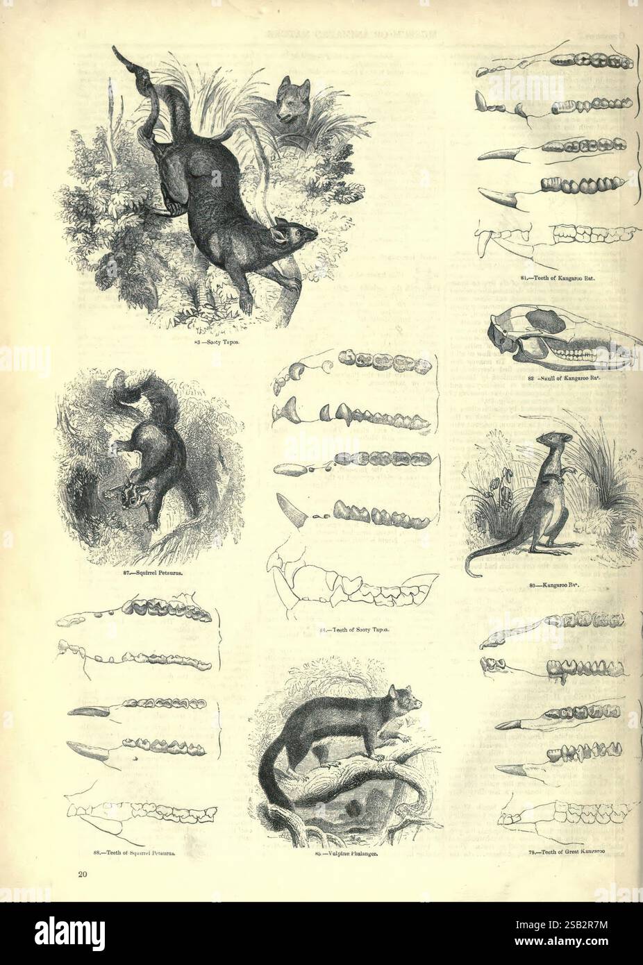 The, pictorial, museum, of, animated, nature London, C. Cox, [1844 ...