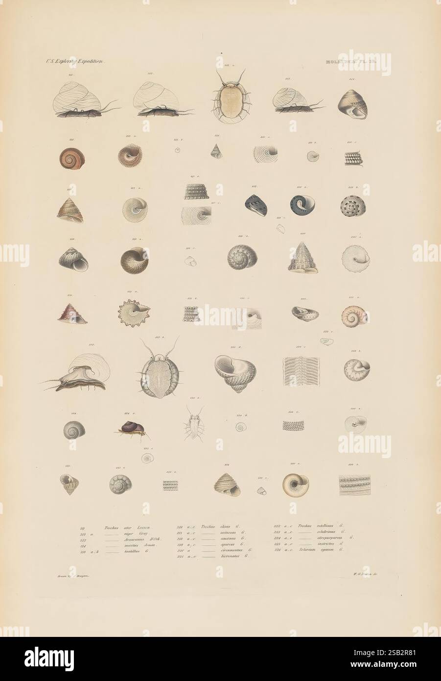 Mollusca, shells, Boston, Gould & Lincoln, 1852, mollusks,, The ...