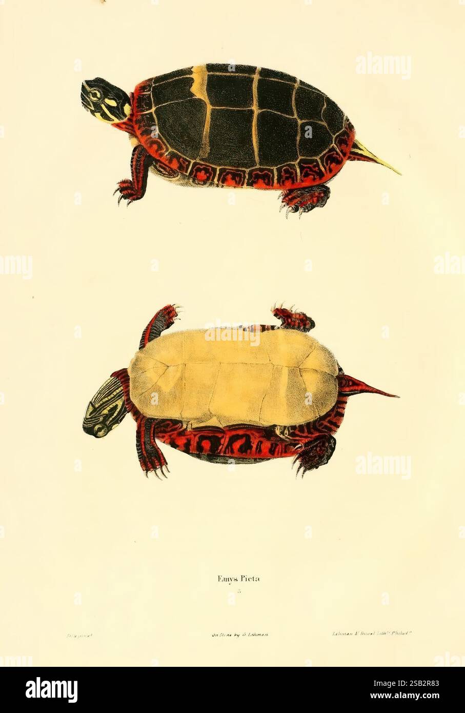 North American herpetology, Philadelphia, J. Dobson, 1836-1840 ...