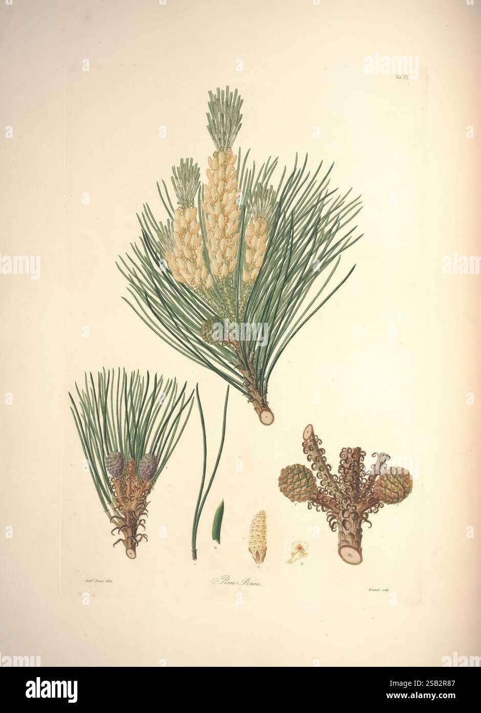 A description of the genus Pinus, London, J. White, 1803-1824, Pinaceae, Pinus pinea, The ...