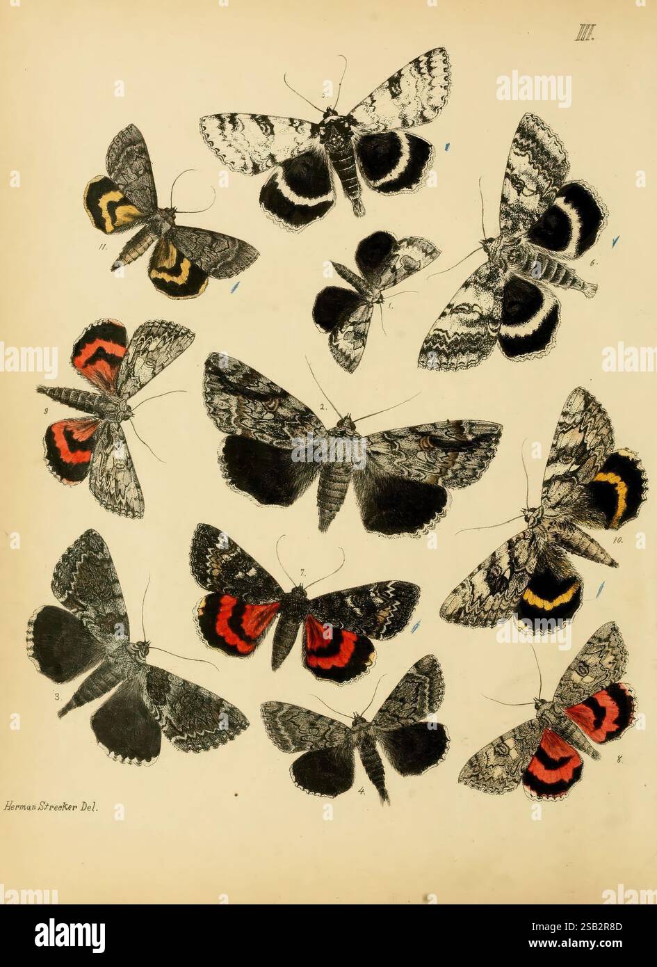 Lepidoptera, Rhopalocera and Heterocera, Indigenous and Exotic, Reading ...