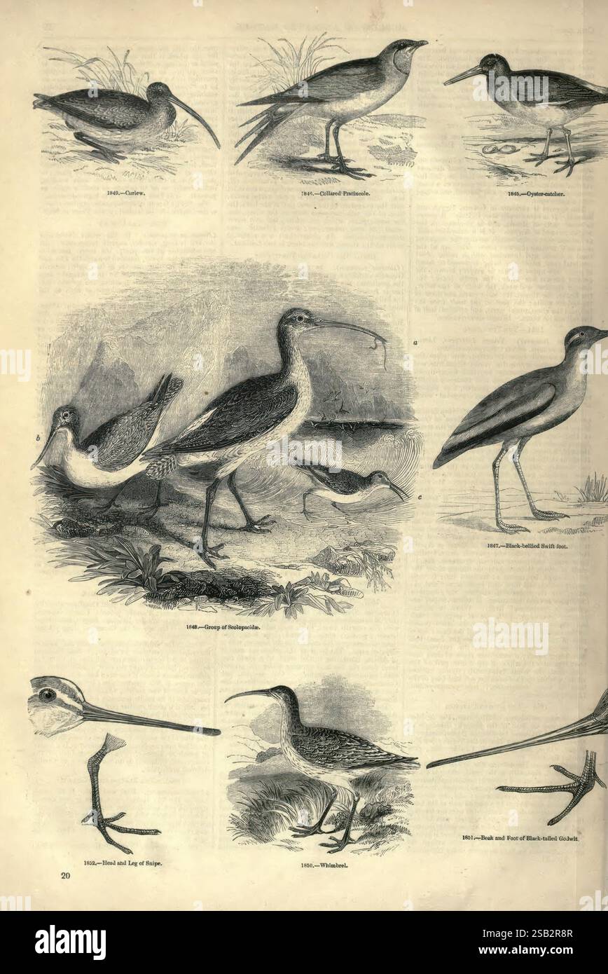 The, pictorial, museum, of, animated, nature, London, C. Cox, [1844 ...