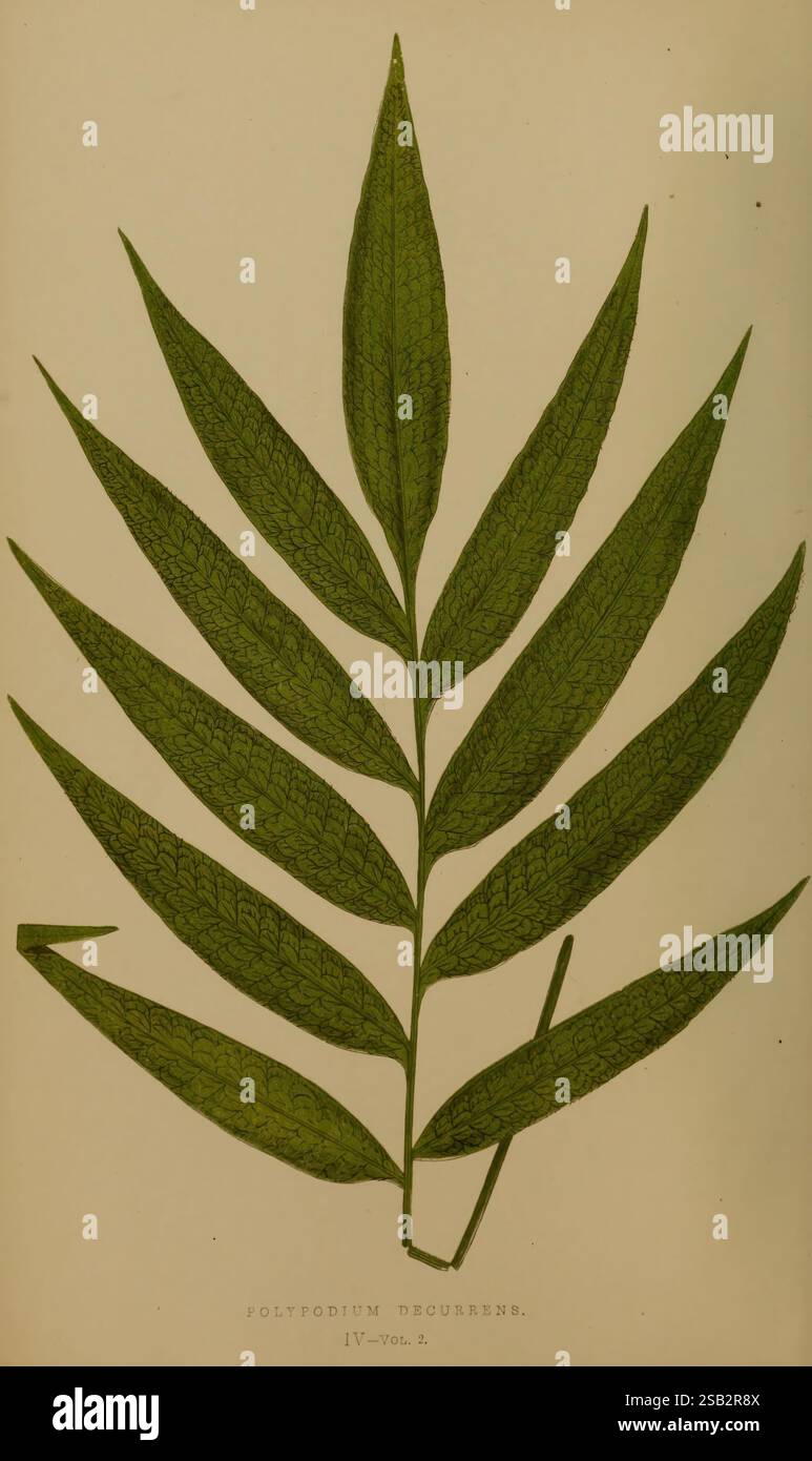 Segments taper hi-res stock photography and images - Alamy