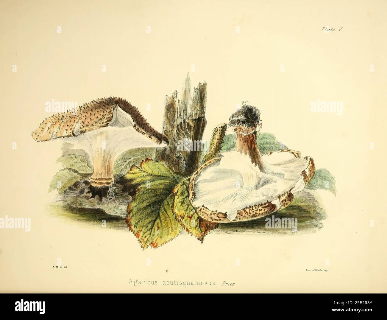 Illustrations of British Mycology London Reeve Benham and Reeve 1847-55 ...