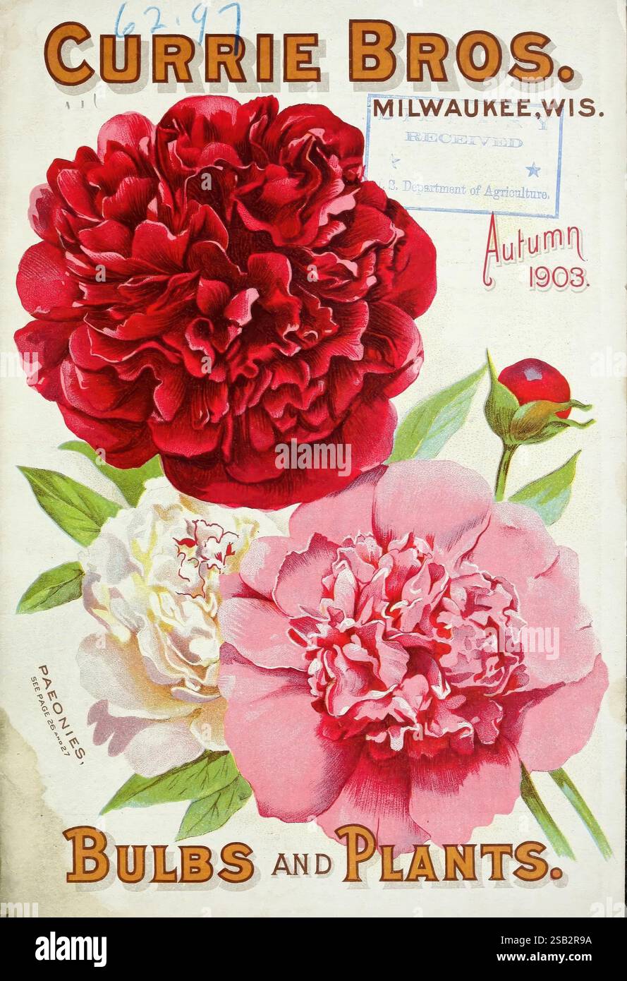 Two stunning peonies hi-res stock photography and images - Alamy