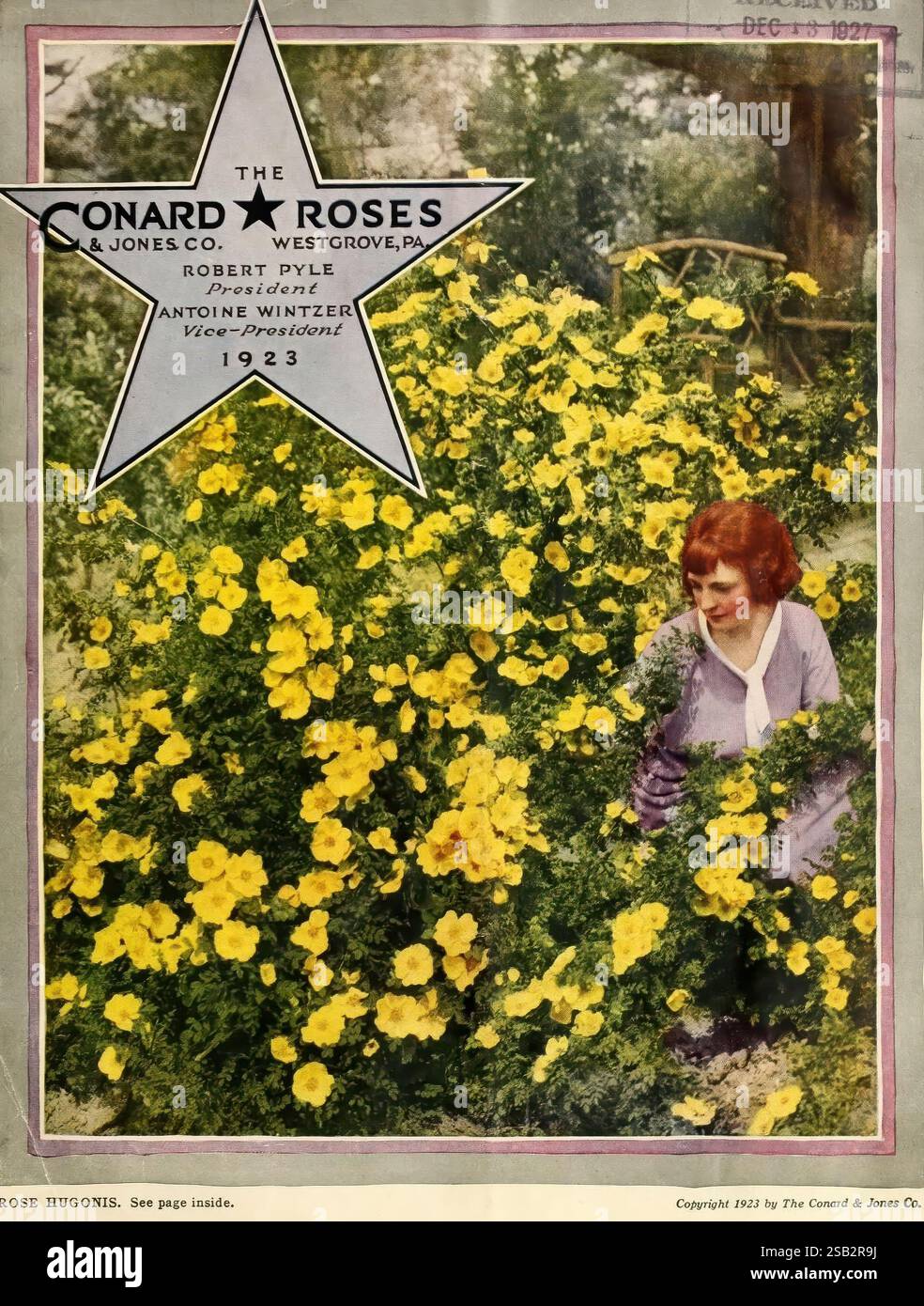 Prominent star graphic features hi-res stock photography and images - Alamy