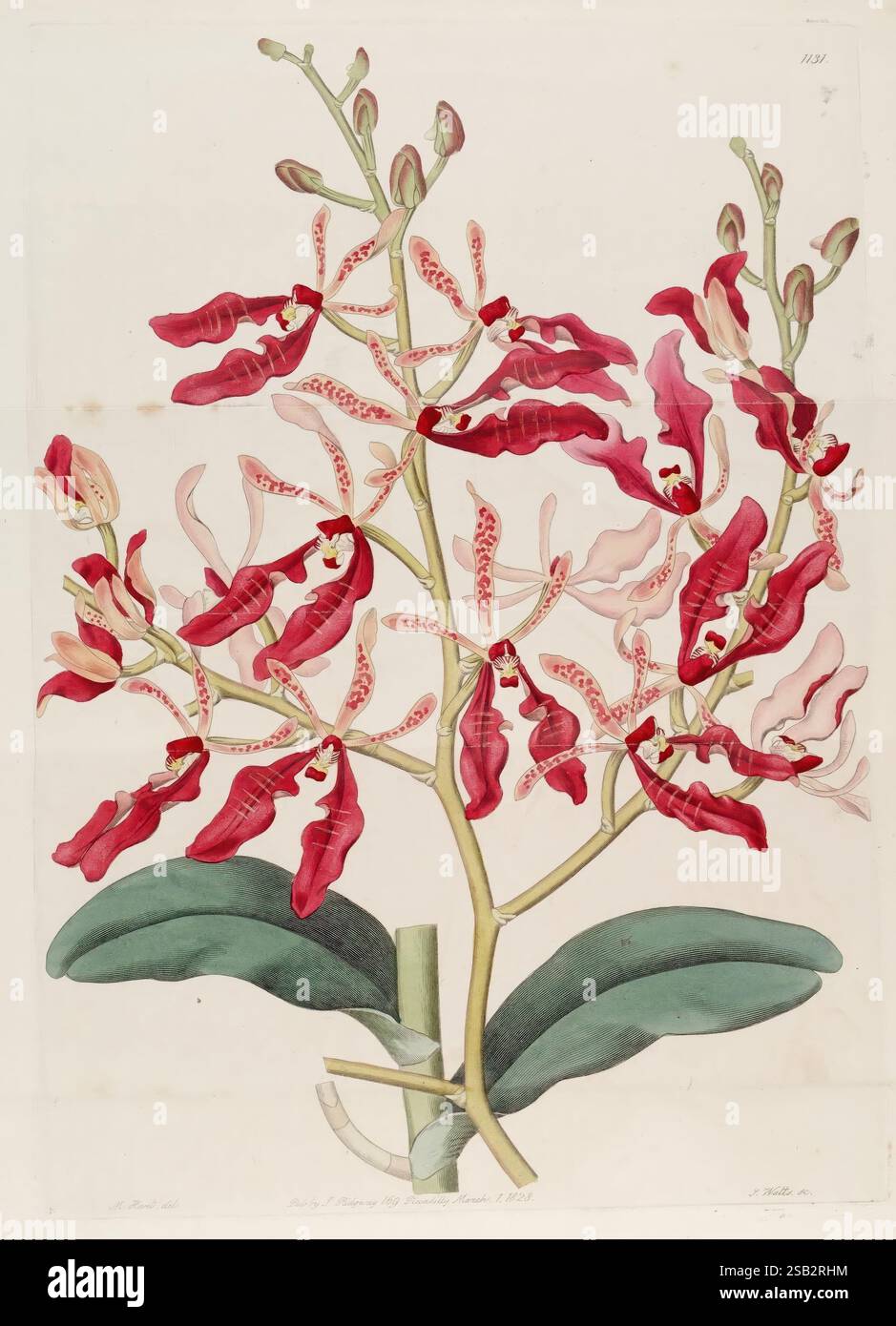 The Botanical Register, London, Printed for James Ridgway, 1815-1828 ...